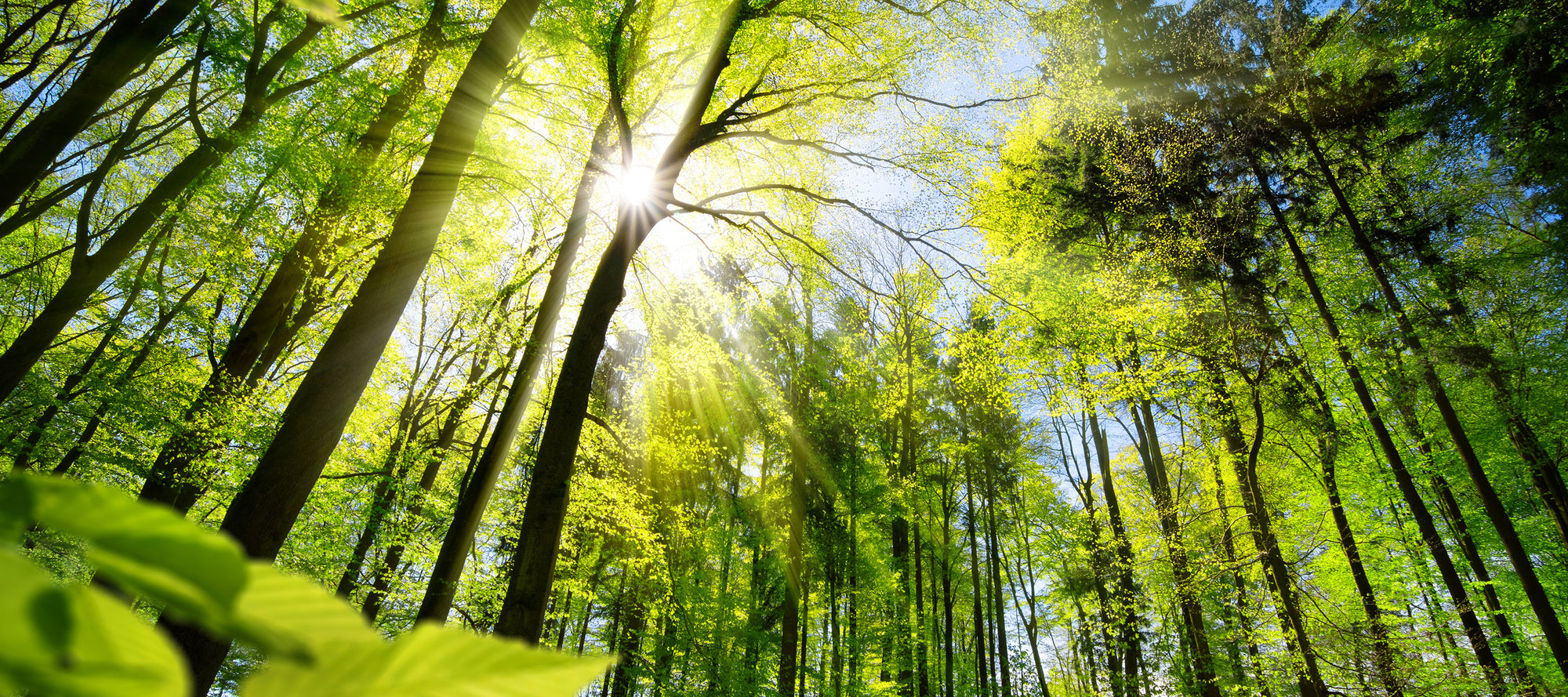 Top Caredent – Interdentalbürsten & Zahnpflege vom Experten